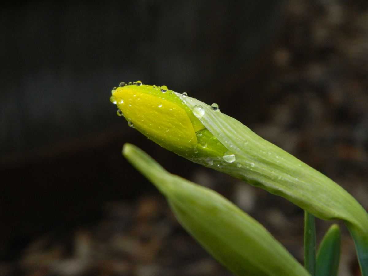 The Year We Blended Our Family, by Jennifer Hyde Dracos-Tice – Halfway Down the Stairs
